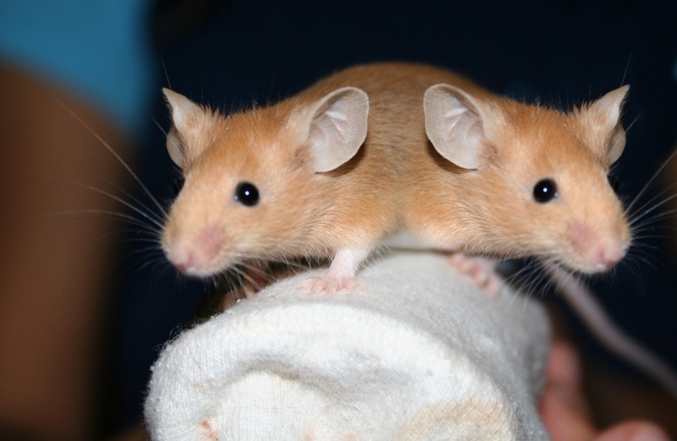 Amazing Photographs Wiki: Two Headed Animals Collection-3