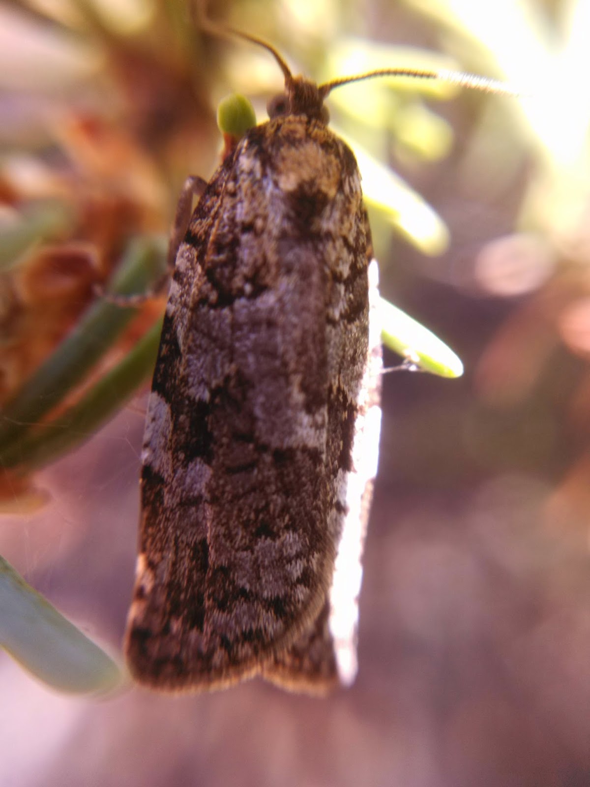 CO-Horts: Western Spruce Budworm Outbreak Potential