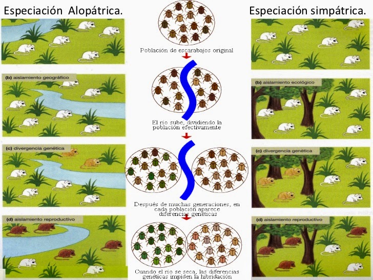 aulabiogeotoni: 4º ESO. TEMA 9. EVOLUCIÓN BIOLÓGICA