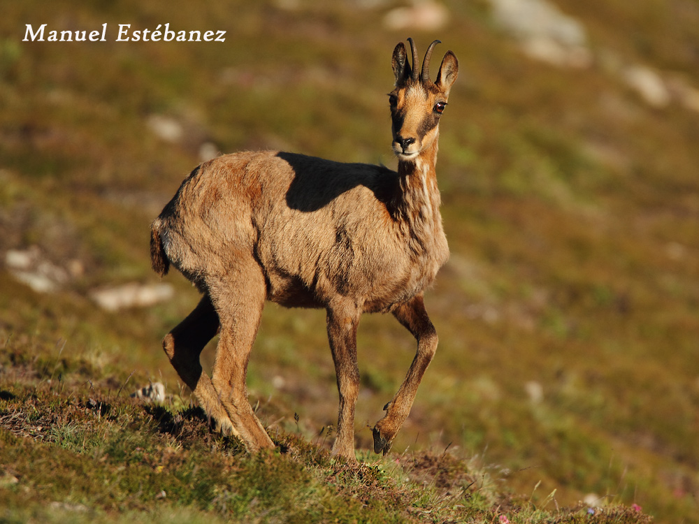 Miradas Cantábricas: Rebeco cantábrico (Rupicapra pyrenaica parva)