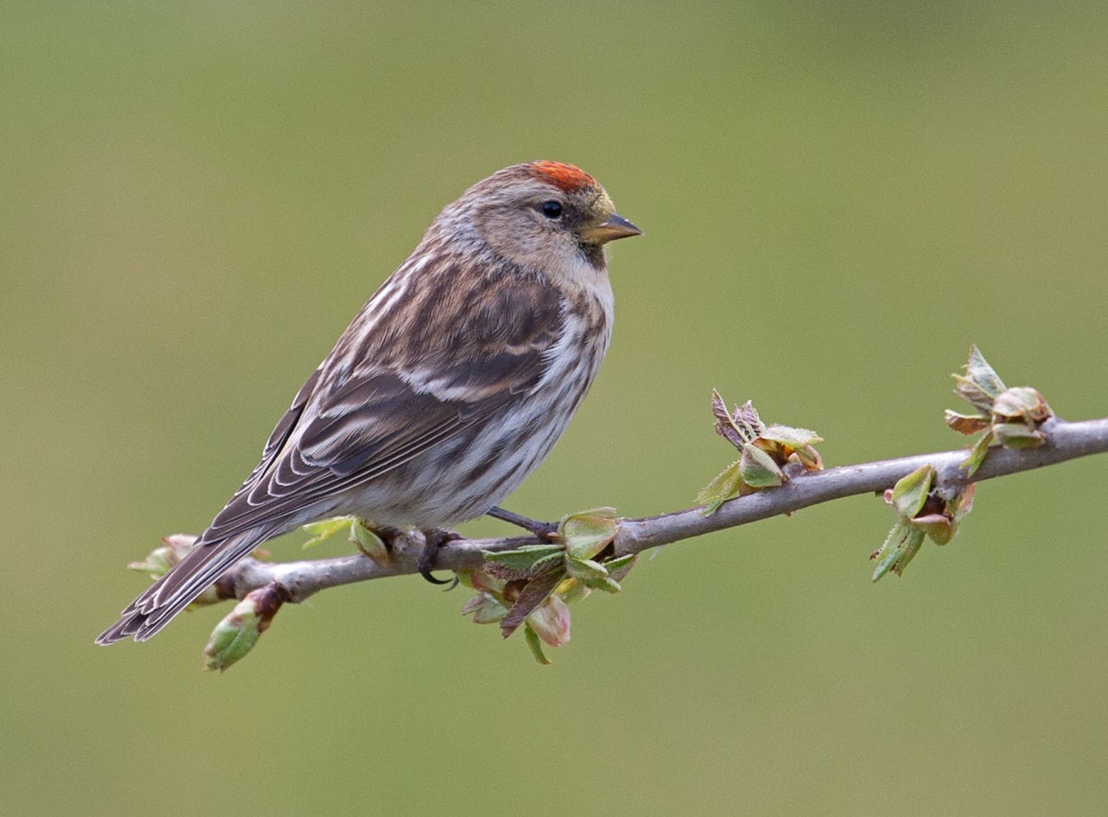BirdWatch Ireland's Conservation Team blog: Irish Garden Birds ...