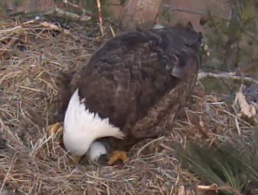 Eagles and Nature with chris7: Waiting Continues at the Berry College ...