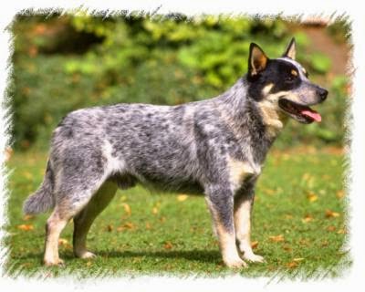 Helsie's Happenings: AUSTRALIAN WORKING DOG BREEDS - Part 1