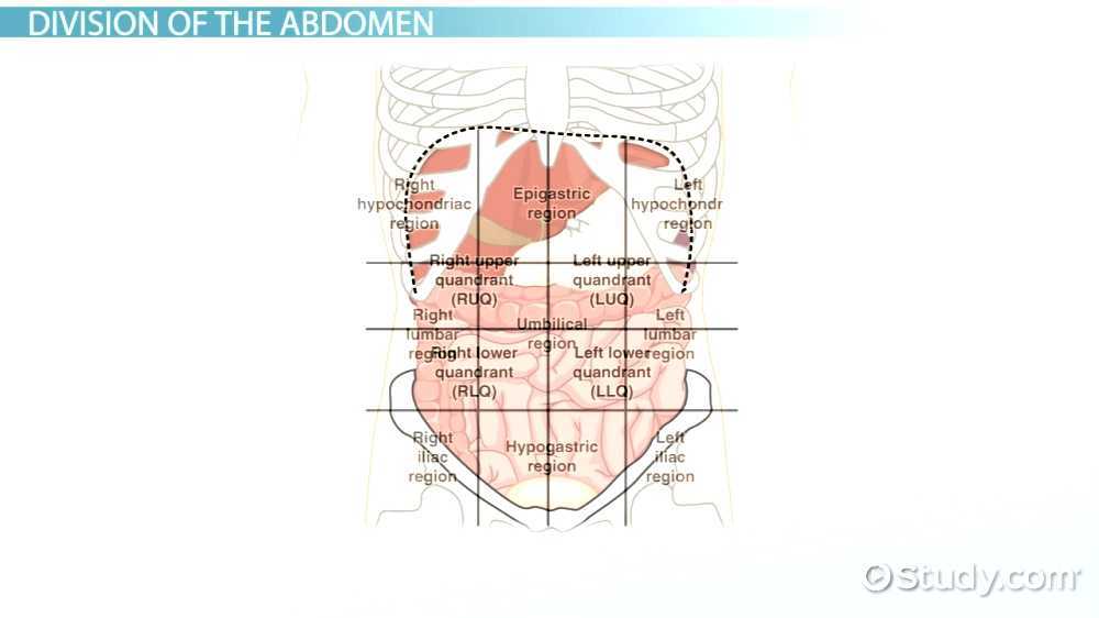 Quadrant (abdomen)