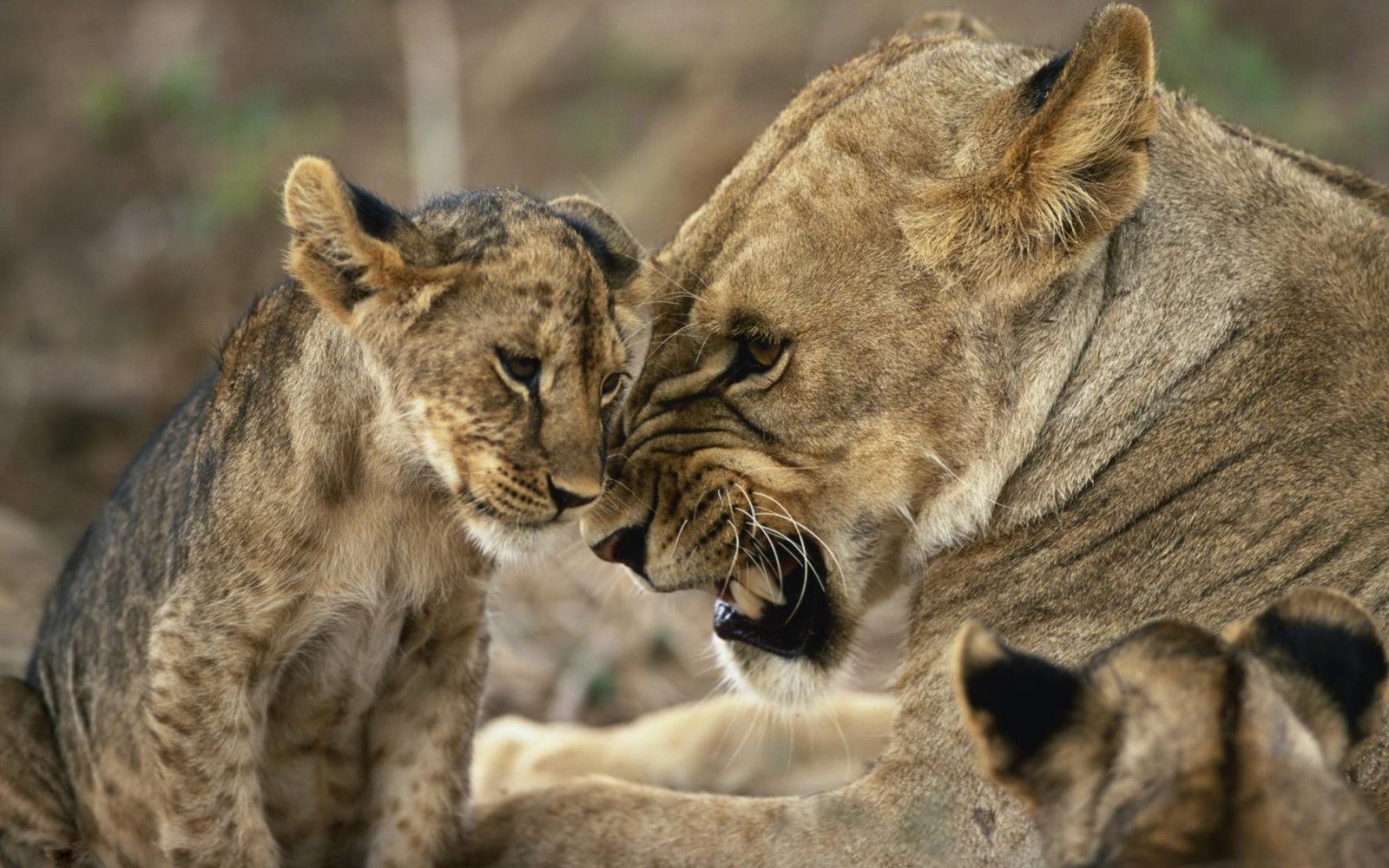 IMAGENES DE LEONES: IMAGEN LEON CON SU CRIA