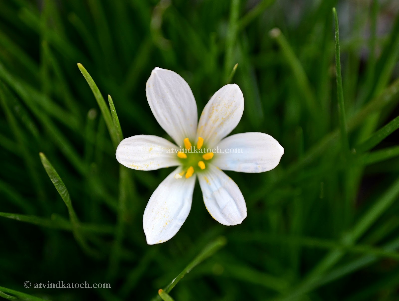 Arvind Katoch Photography Hd Pic Of Beautiful White Grass Flower