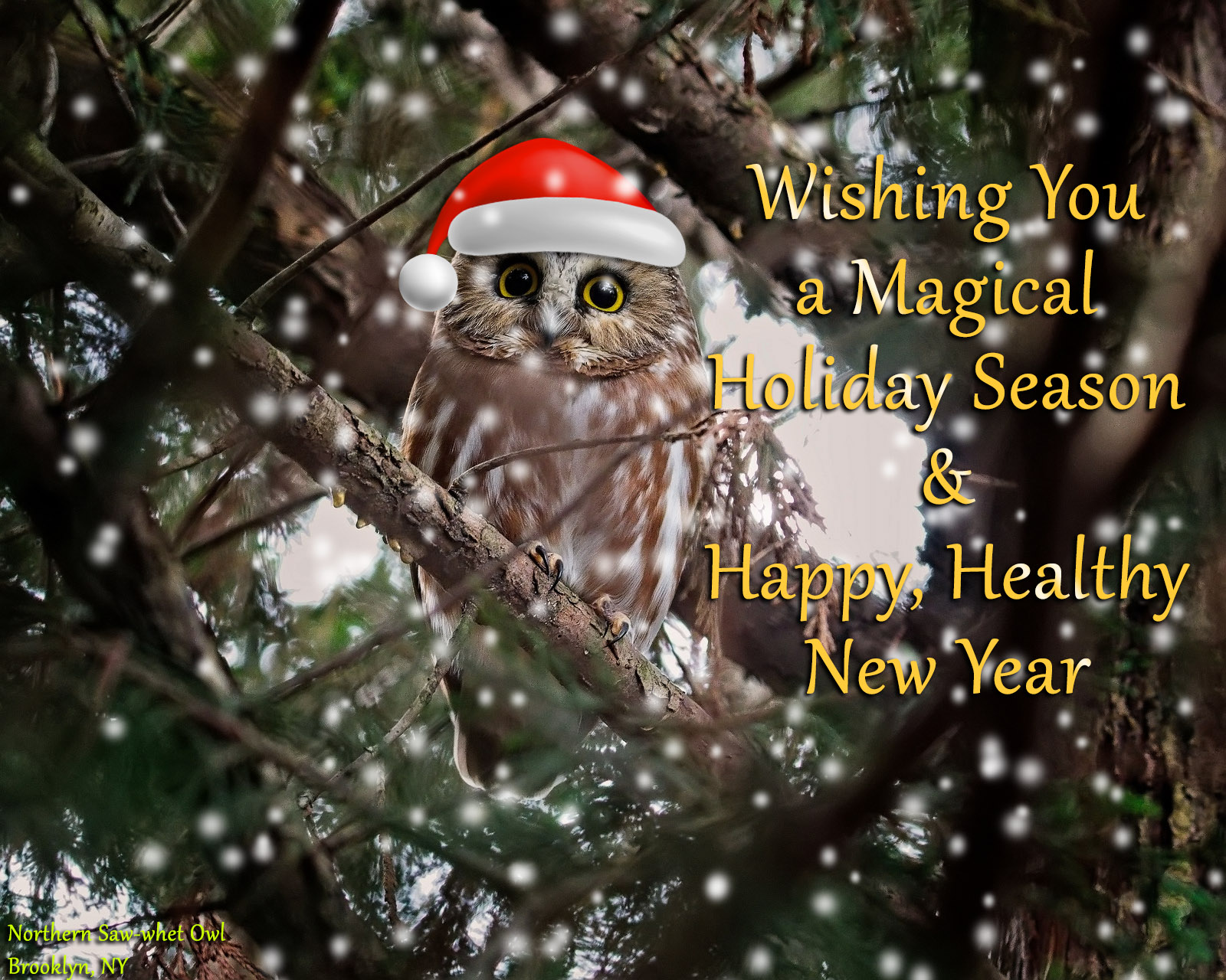 The City Birder: 2018