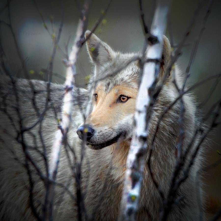 White Wolf : Encounter with heart-shaped face wolf in the Finnish ...