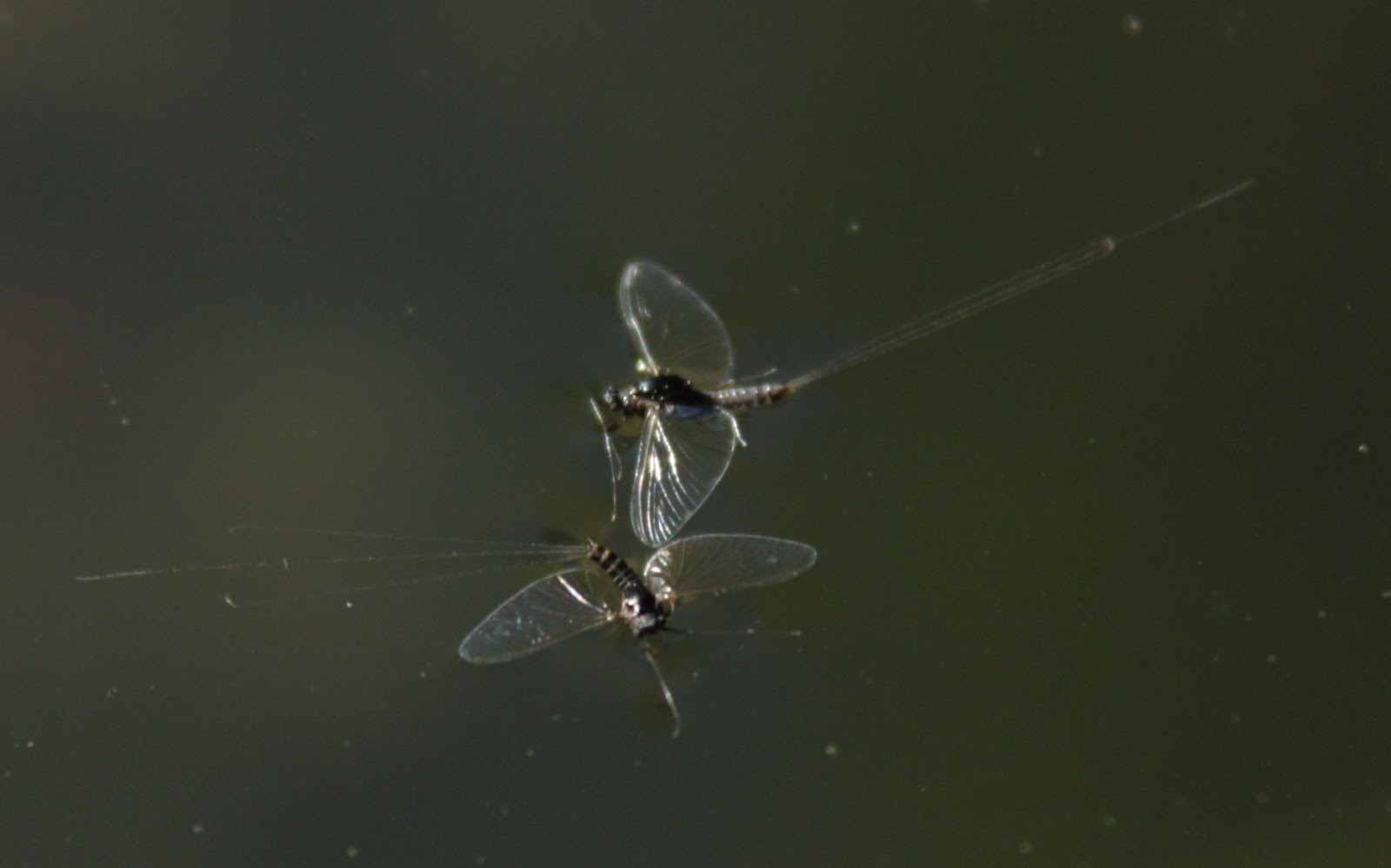 Trico Tutorial 101- Doesn't Have to be a curse anymore!!! ~ Matt ...