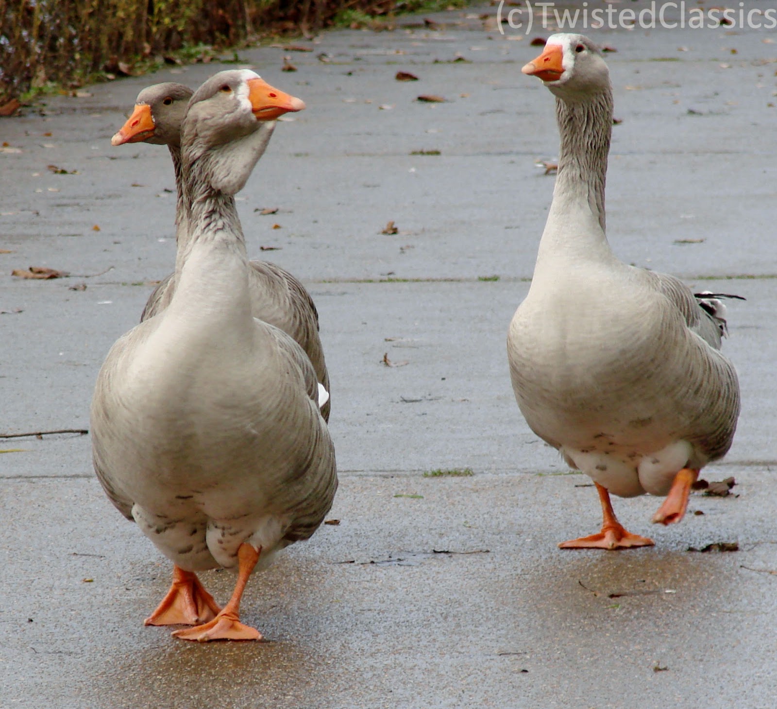 Birds and wildlife: Toulouse geese in Exeter
