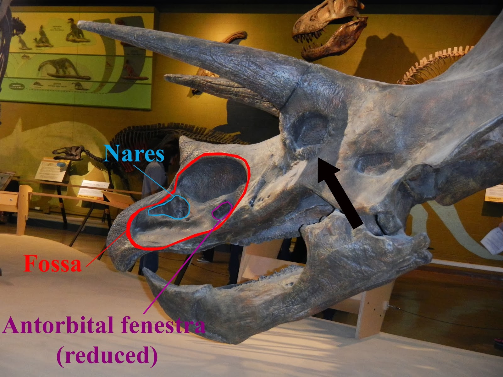 Biology of the Reptilia: Laboratory #4: Dinosauria: Non-Crocodylian ...