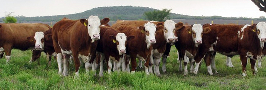 ASOCIACION ECOLOGISTA RIO MOCORETA: RAZA BOVINA SIMMENTAL o FLECKVIEH