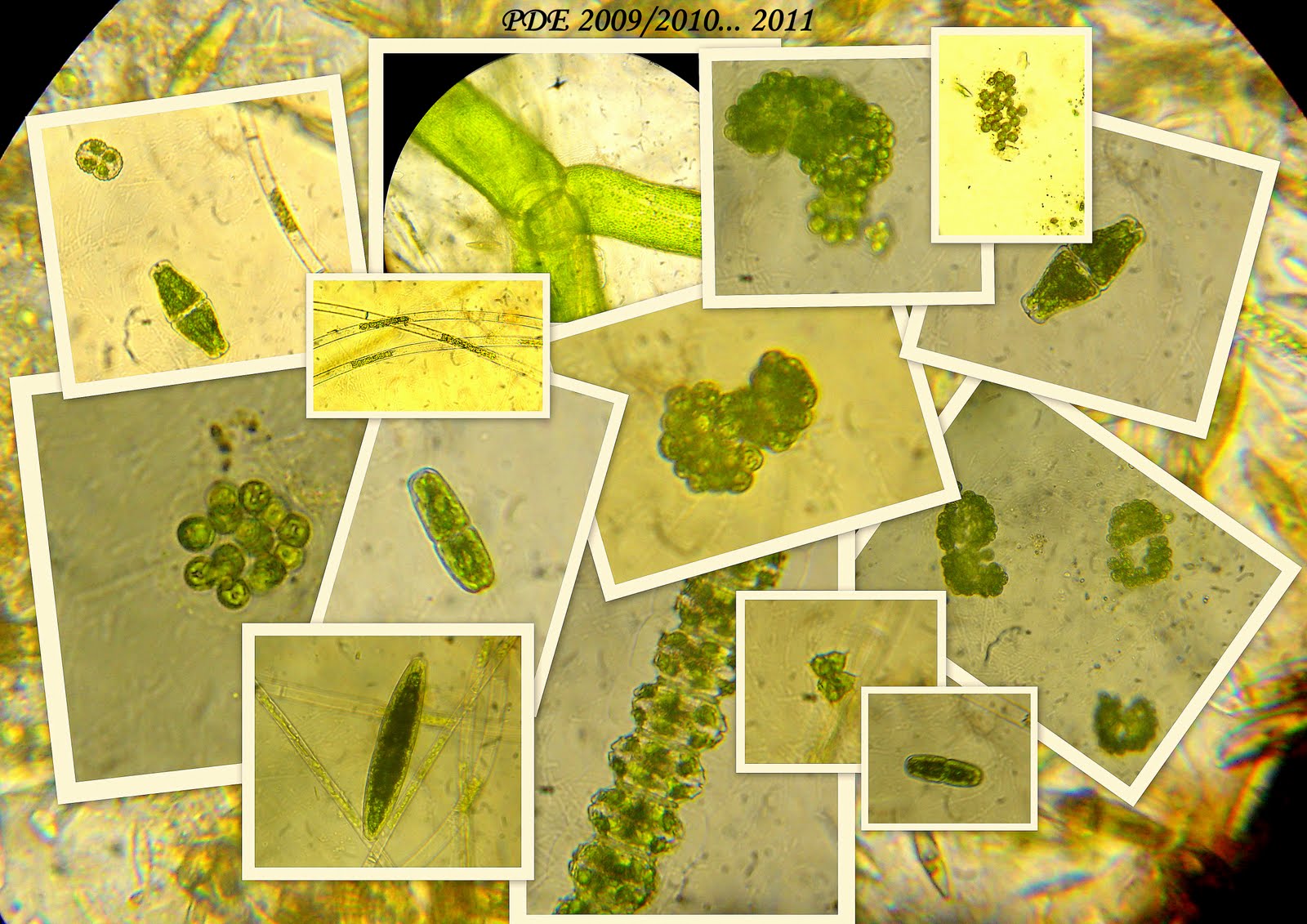 Cultivo de Microalgas em Fotobiorreatores: Cosmarium e várias espécies...