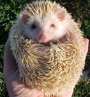 Everything About Pets: Mini Hedgehog (Kind of Mini Hedgehogs)