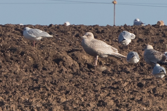 The Deskbound Birder: Thayer's Gull, Toyd Down, Tidpit, Hampshire - 6th ...
