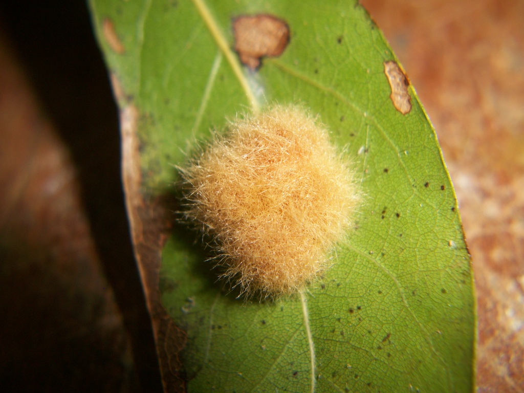 cabin talk: little brown fuzzy things