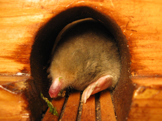 Matthew Fels: Mole In Mole House