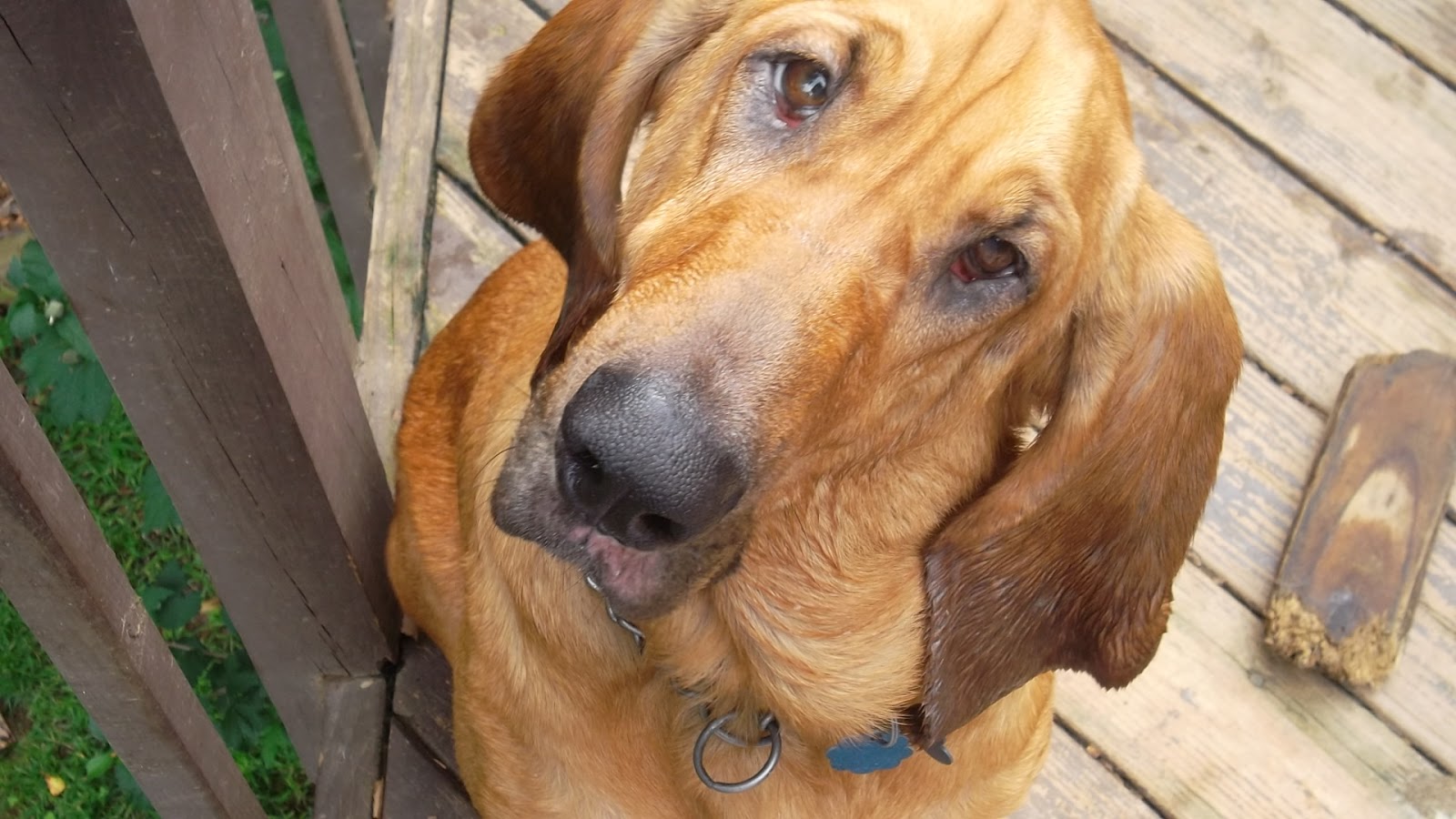 Talking Dogs at For Love of a Dog: Adopt Wanda a Bloodhound Dog