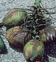 Anim Agro Technology: COCONUT CADANG-CADANG VIROID