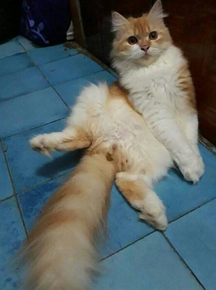 Mengenal Ciri-Ciri Kucing Kita Sedang Hamil - Mengenal Ciri - Ciri