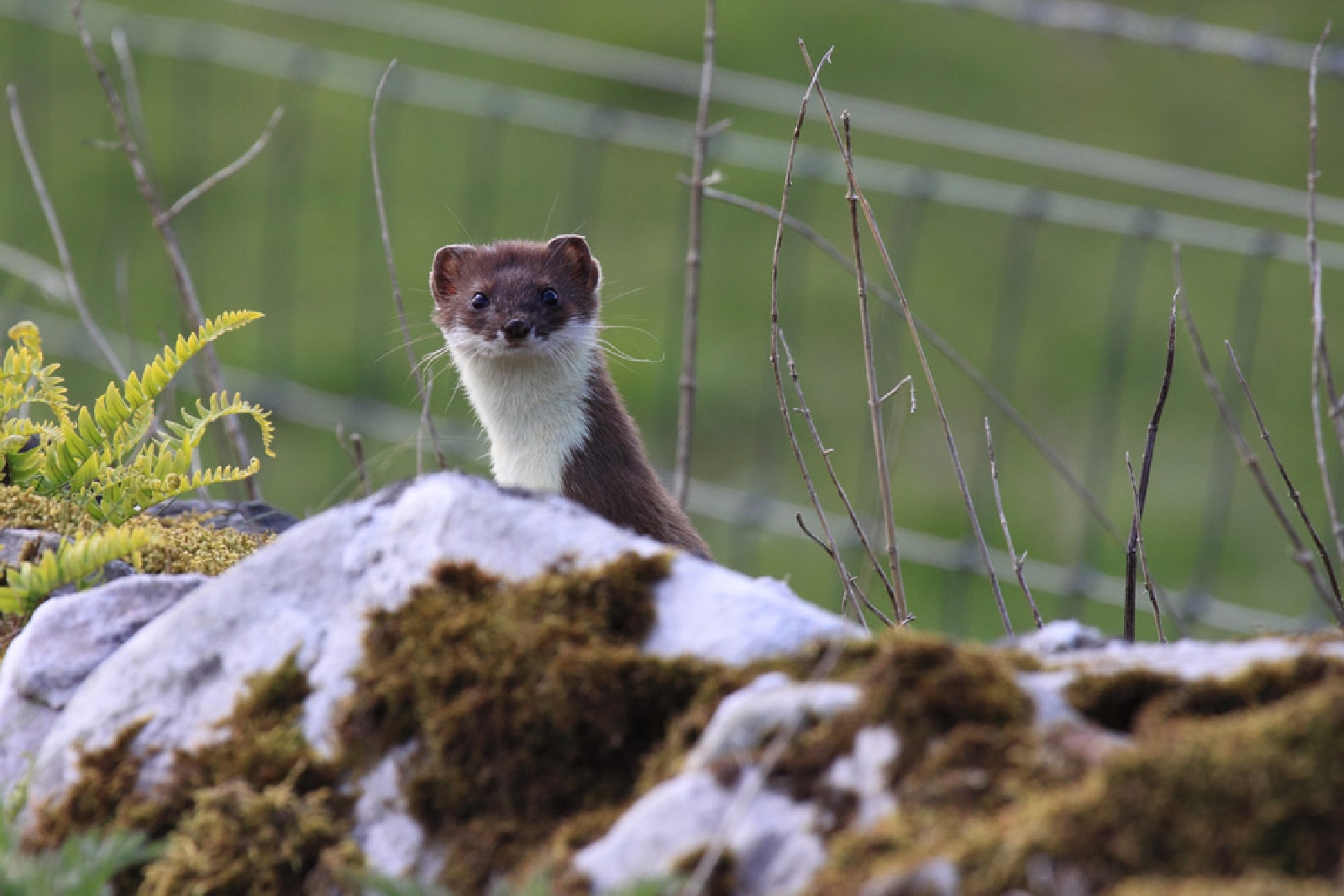 Islay Natural History Trust: Stoat Photograph