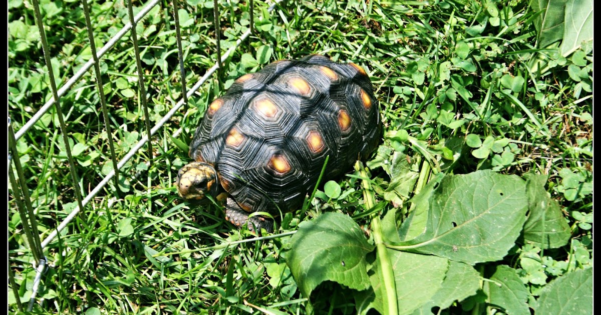 Two Bears Farm and the Three Cubs: Boxley Goes to Her Summer Home