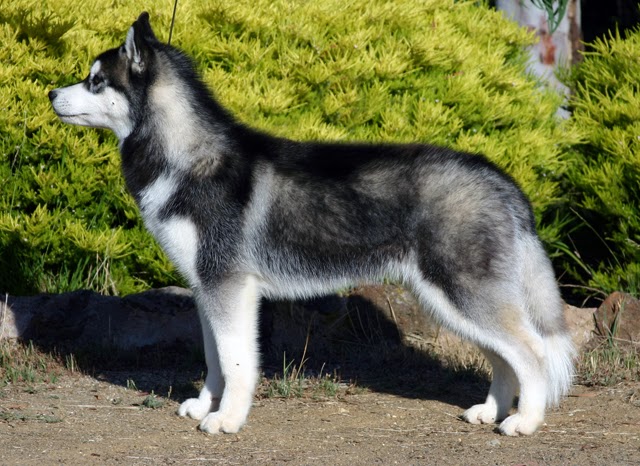 Siberian Husky Pure Dog Overview
