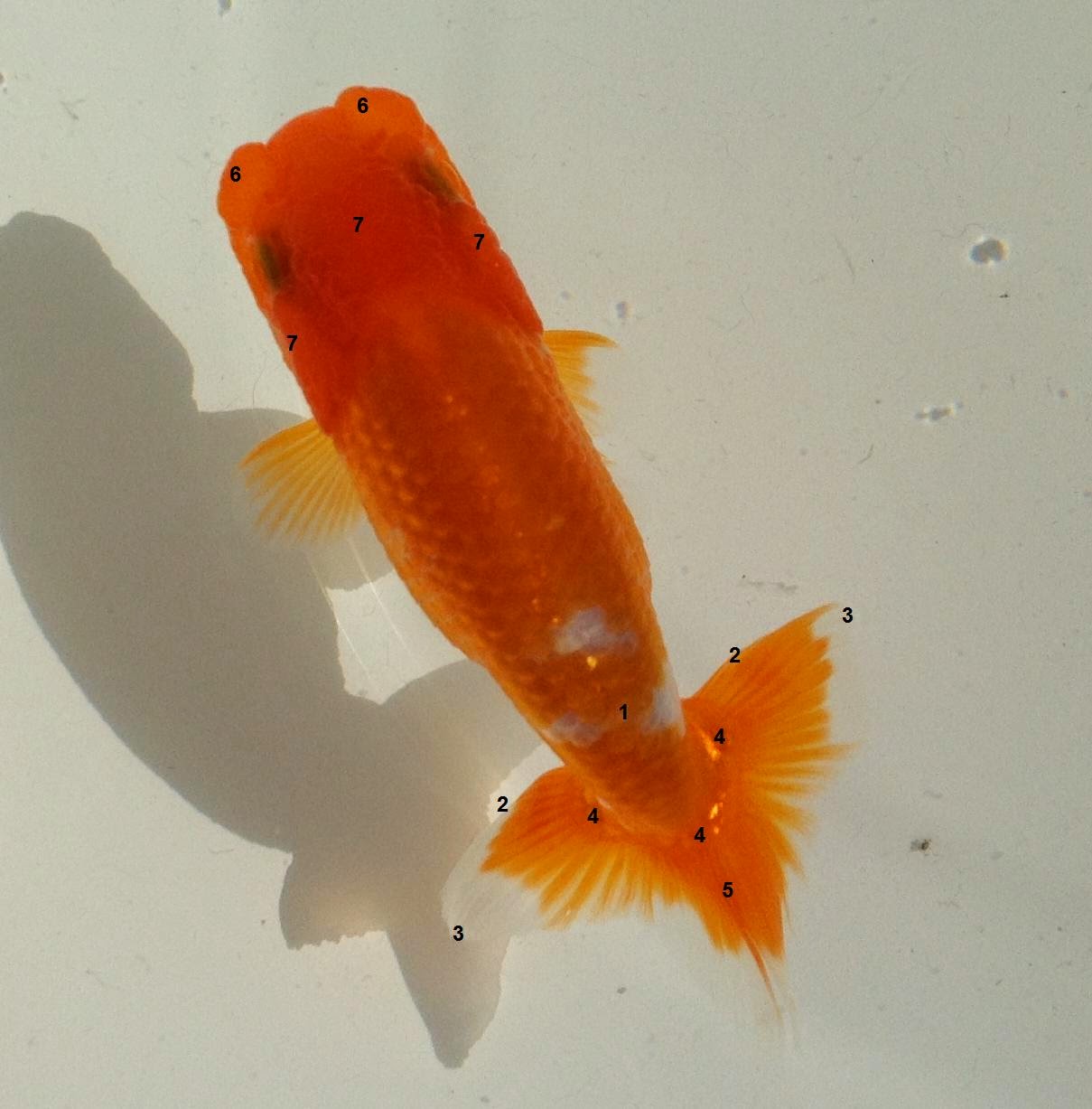 UK Ranchu Adventures: Japanese Ranchu Characteristics and Terminology