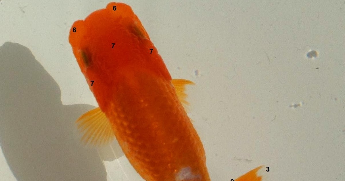 UK Ranchu Adventures: Japanese Ranchu Characteristics and Terminology