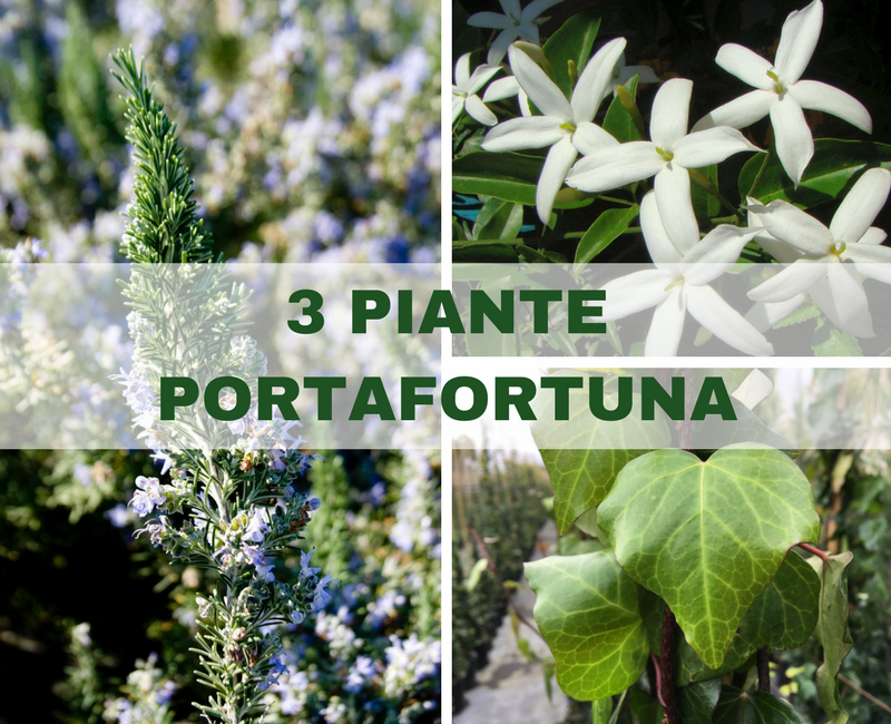 VERDE TIME by Stefano Tenneroni: VERDE TIME GIARDINO : 3 PIANTE ...