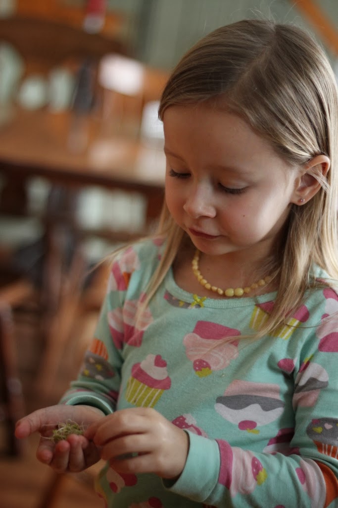 The Really Crunchy Mom: Sprouts