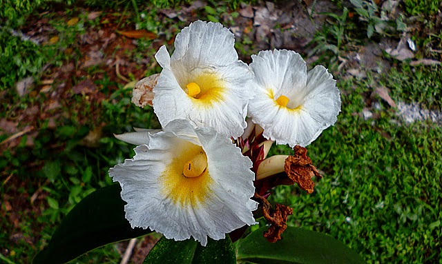 Red Crepe Ginger - Rathu Thebu | SL Flora