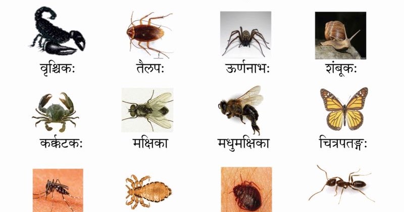 kitaa: (Insects ) ~ Padatu Samskritam