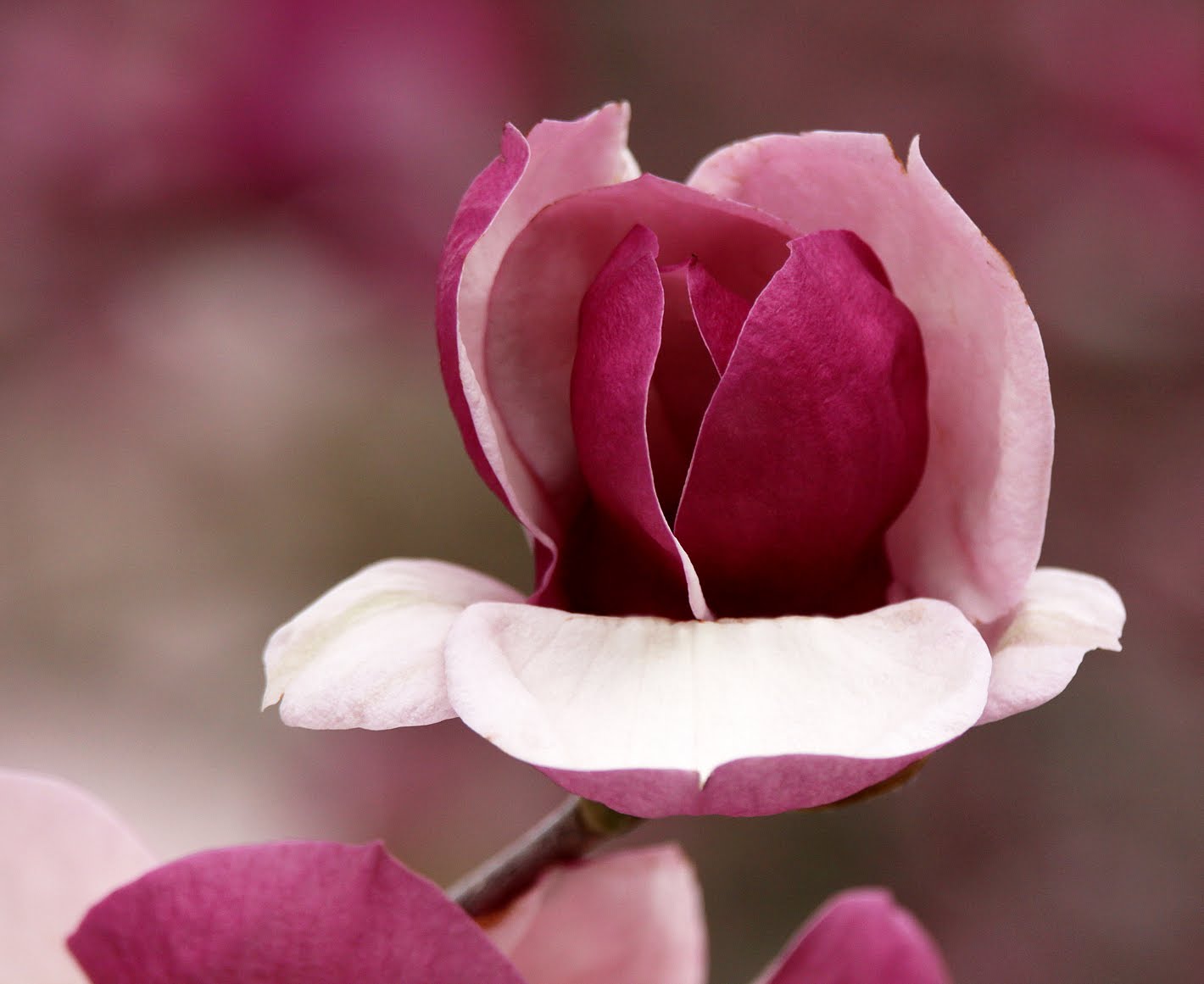 Southern Lagniappe: Pink Magnolias