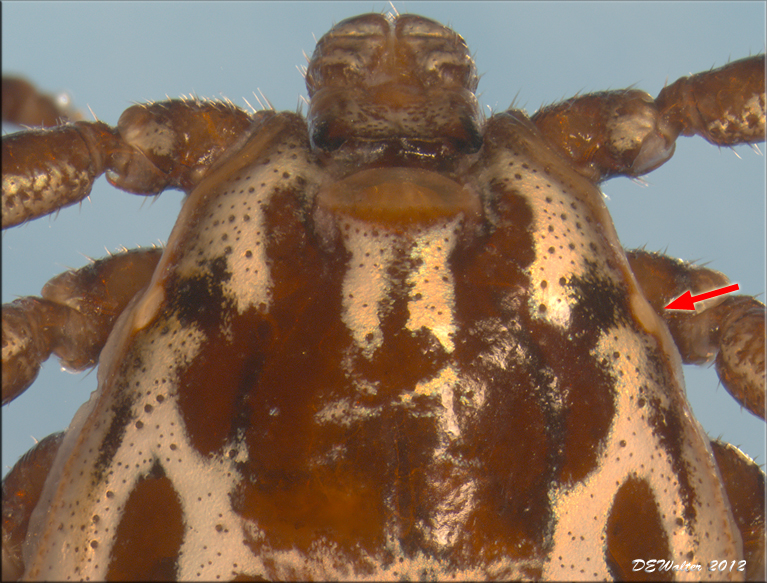 The Home Bug Garden: What’s Afoot in the AB Winter: 8-legged Moose ...