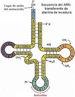 Tema 13: La base de la herencia molecular : 5.LA TRADUCION
