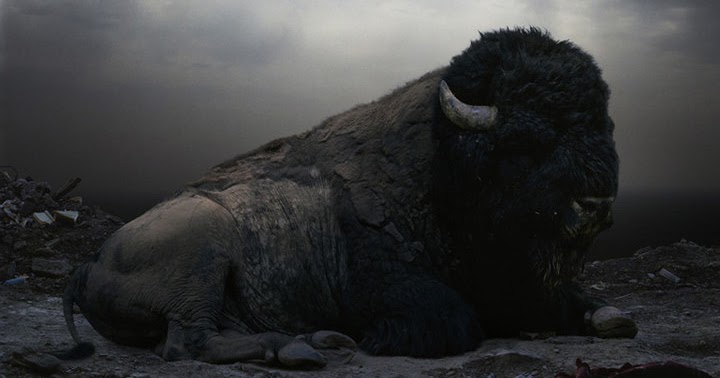 White Wolf : Where should the buffalo roam? Tribes, ranchers battle ...