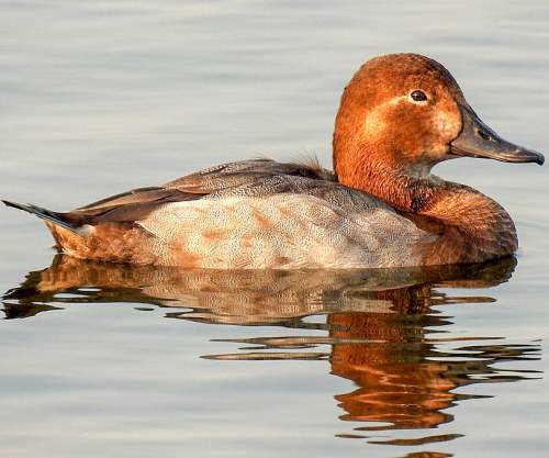 Common pochard images | Birds of India | Bird World
