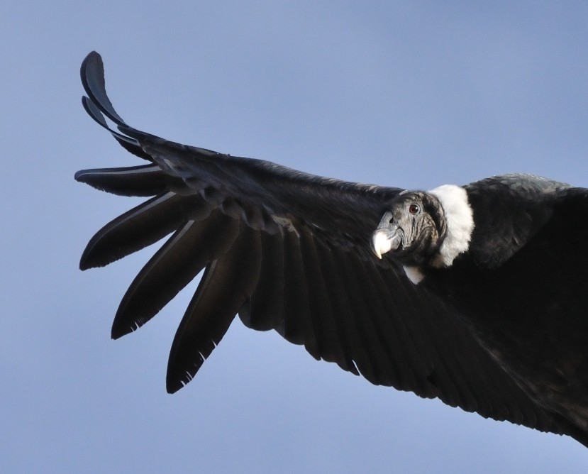 Avistaje de Aves Merlo San Luis: Condor... Asi de cerca te pasan estos ...