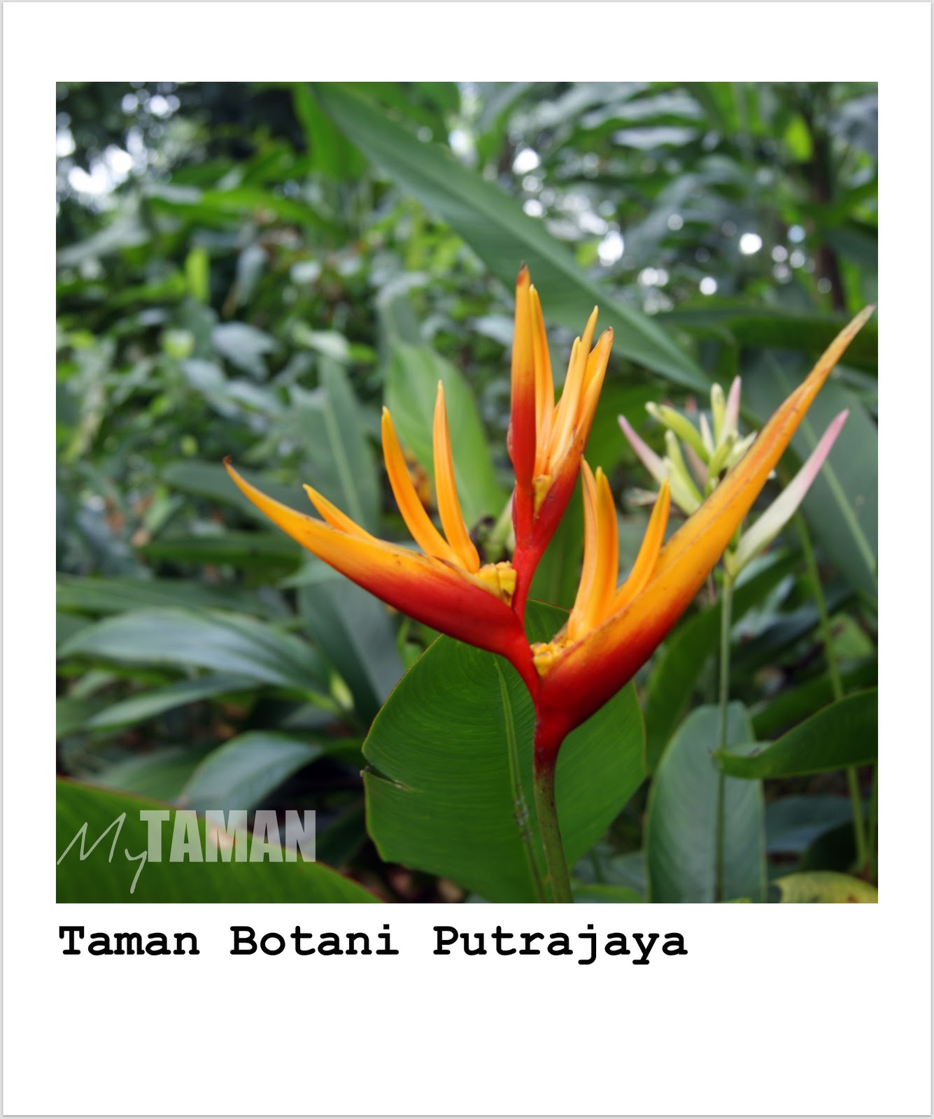 MyTaman: Pokok Sepit Udang - Heliconia sp.