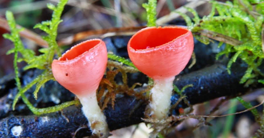 El mundo microscópico de los hongos: Ascomicetos
