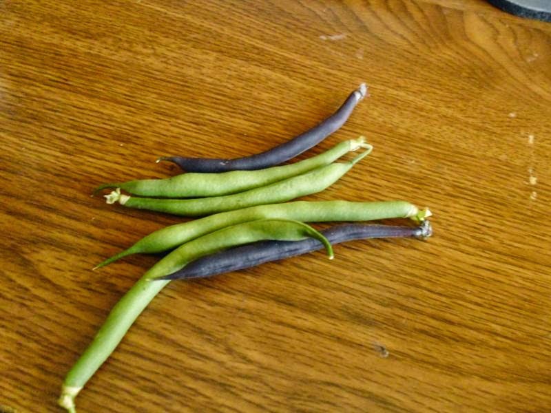 Harvesting beans -- Garden Update June 1 | Greens and Machines