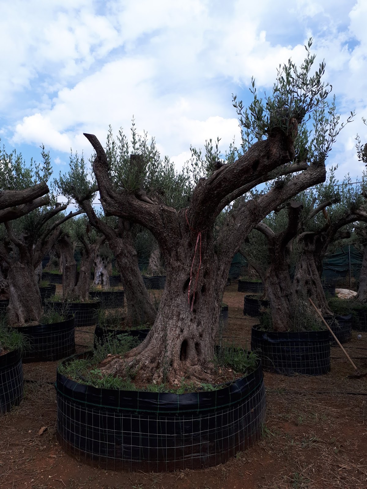 ΦΥΤΩΡΙΑ ΔΕΛΤΑ NURSERIES DELTA TREES LTD: ΕΛΑΙΟΔΕΝΤΡΑ - ΕΛΙΕΣ ΗΛΙΚΙΑΣ ...