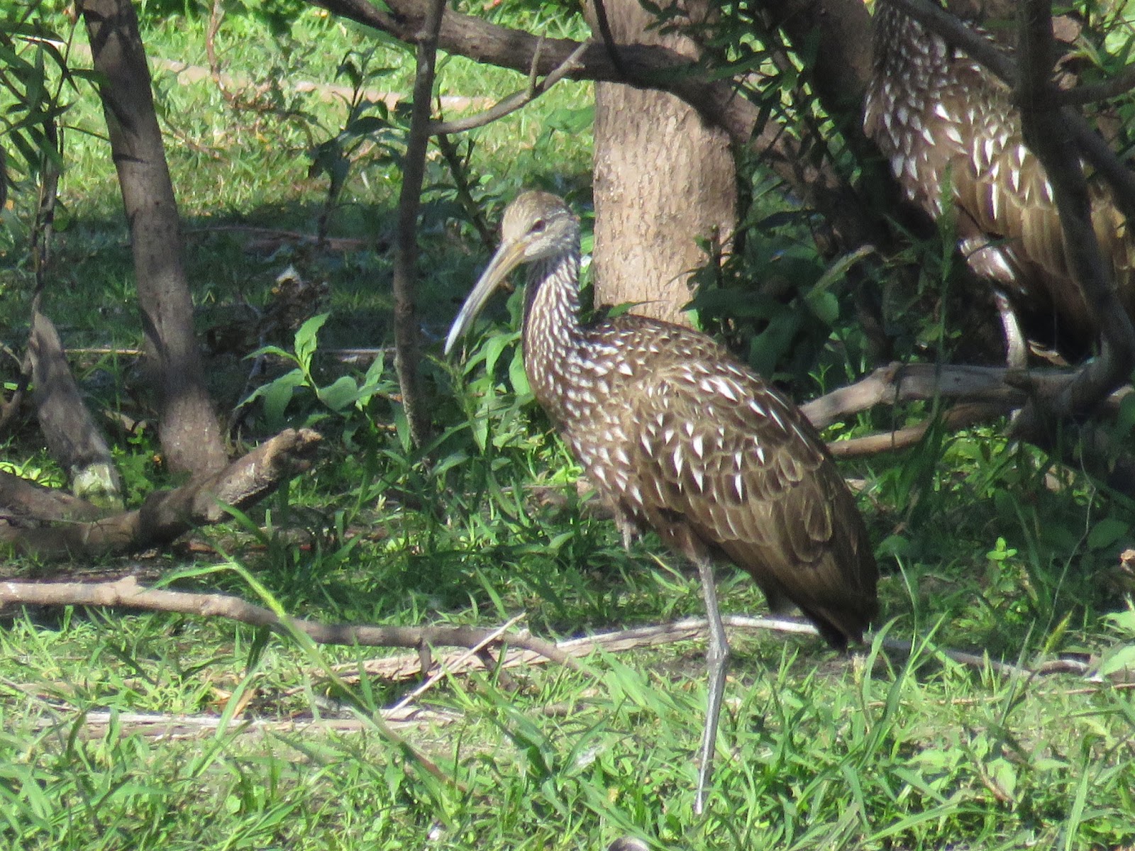 Bird & Travel Photos, Birding Sites, Bird Information: LIMPKINS, MYAKKA ...