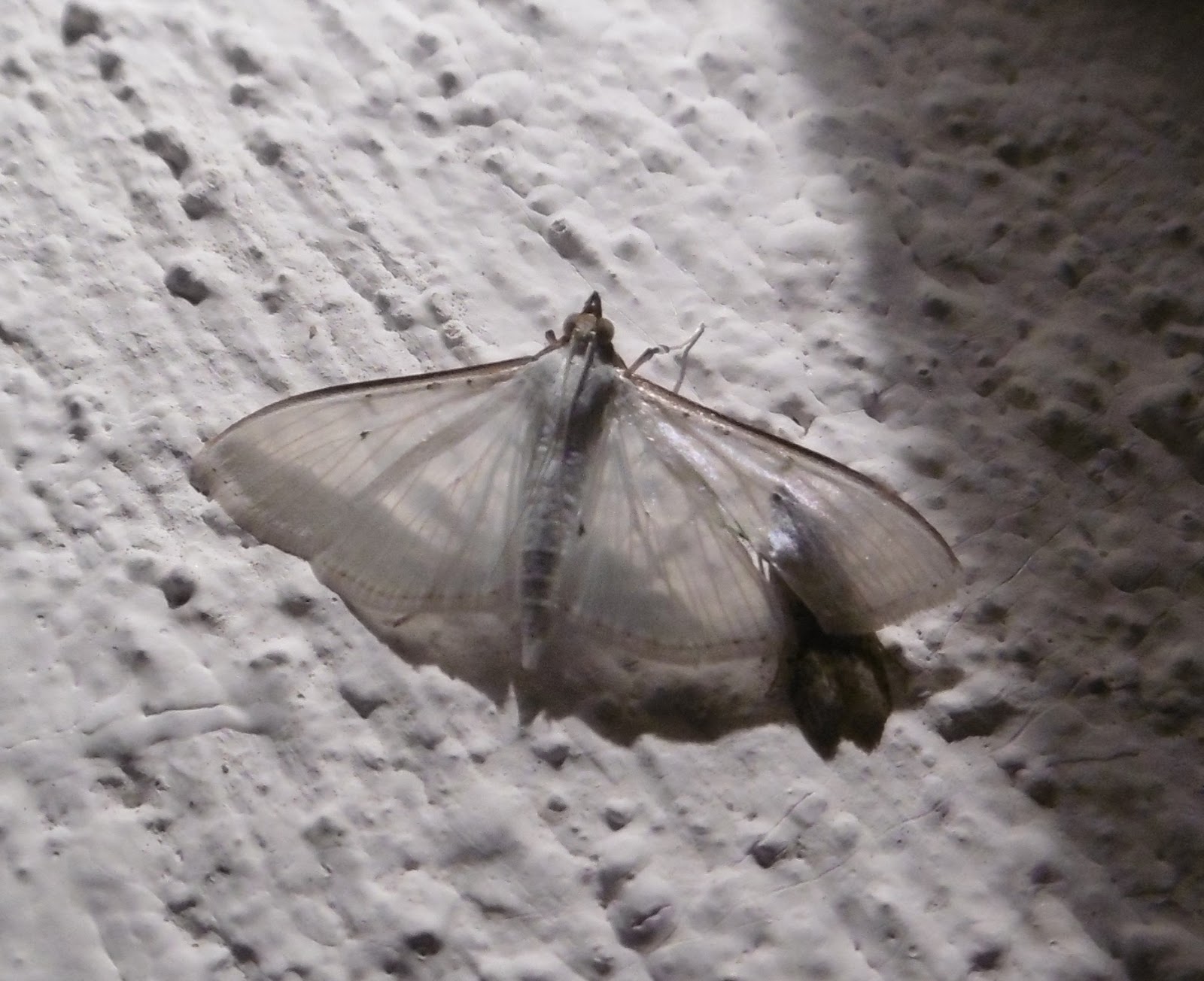 Martin's Moths: Holiday moths