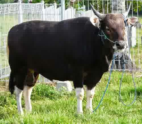 GAMBAR SAPI BALI 8 | GAMBAR SAPI