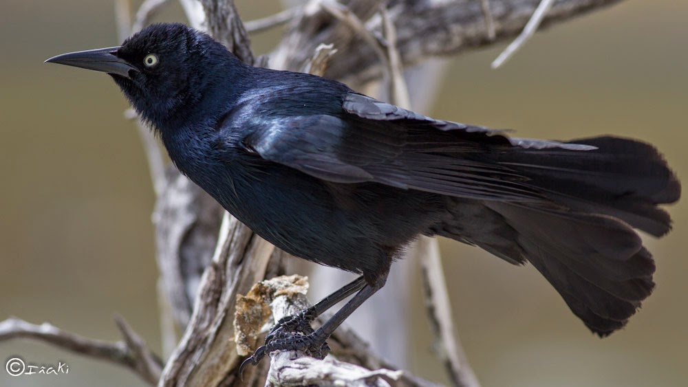 Nosoloaves - Aves del mundo (Birds of the world): Retomando serie Aves ...