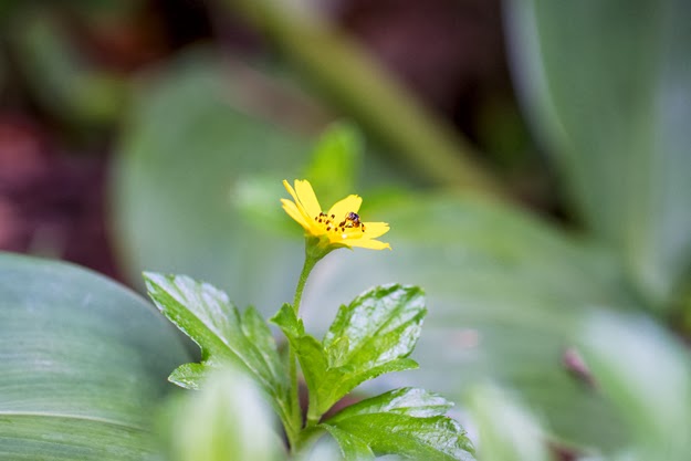 Make Sequence Photographs Into A Collage - Jefz Lim Photography Blog