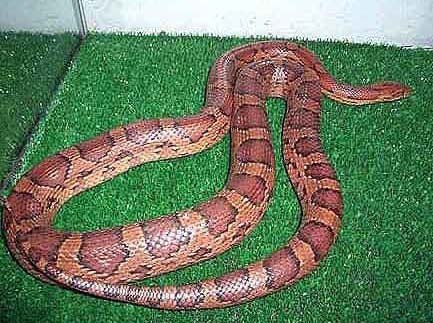 SERPIENTE RATONERA - MASCOTAS EXÓTICAS Y MÁS