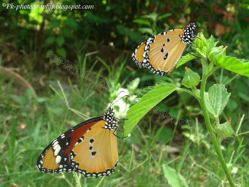 Plain Tiger Butterfly-Danaus Chrysippus | Nature, Cultural, and Travel ...